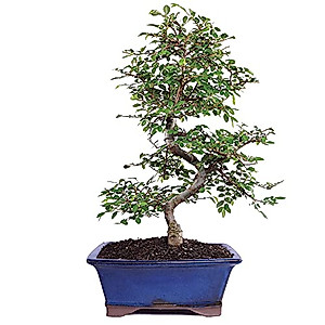 Brussel's Live Chinese Elm Outdoor Bonsai Tree - 7 Years Old; 8" to 10" Tall with Decorative Container