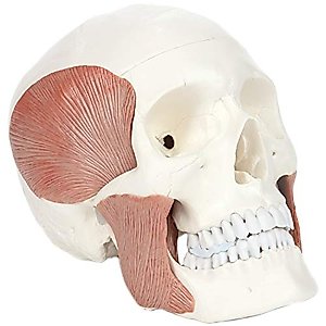 Axis Scientific 3-Part Human Skull Model with Masticatory Muscles, Life Size Skull Cast from Real Human Bones Shows Range of Motion of Jaw