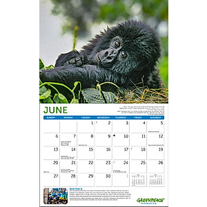 Greenpeace Wall Calendar 2021, Monthly January-December 15'' x 12"