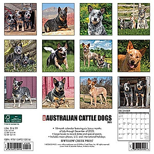 Just Australian Cattle Dogs 2021 Wall Calendar (Dog Breed Calendar)