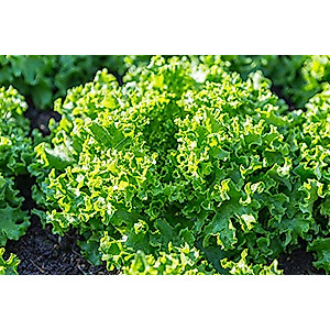 Green Ice Leaf Lettuce Seeds for Planting, 1000+ Heirloom Seeds Per Packet, (Isla's Garden Seeds), Non GMO Seeds, Botanical Name: Lactuca Sativa, Great Home Garden Gift