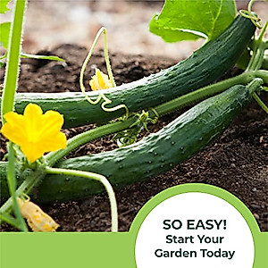 Window Garden Sow Much Fun Seed Startining Kit for Kig, Vegetable Planting and Growds, 3 Self Watering Planters, Soil, Seeds and Puffy Stickers. No Mess, Easy (Cucumber)