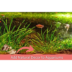 Snout and Shell 10 Indian Almond Leaves 19-25cm (7''-10'') Botanical Leaves for Aquarium Fish, Shrimp & Terrarium Pets - Mineral Source, Decor & Healthy Environment, Brown