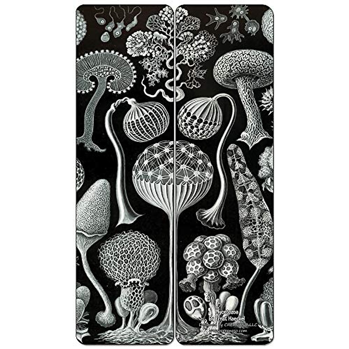 Creanoso Ernst Haeckel Bookmarks Series 2 (60-Pack) - Premium Quality Gift Ideas for Children, Teens, & Adults for All Occasions - Stocking Stuffers Party Favor & Giveaways