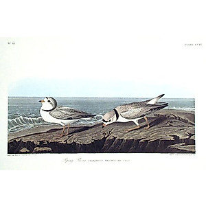 Piping Plover. From"The Birds of America" (Amsterdam Edition)