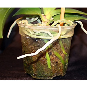 Orchid Love- The World's Greatest Orchid Food!(Net 32 fl oz. concentrate: yields 16 to 32 gallons)