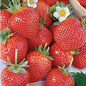 NOTSWOH-1000 Red Strawberry Seeds-Fruit Planting for Home Garden Sweet and Delicious