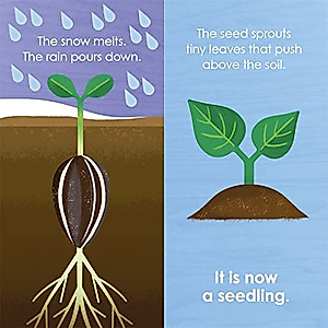 Montessori: Seed Work