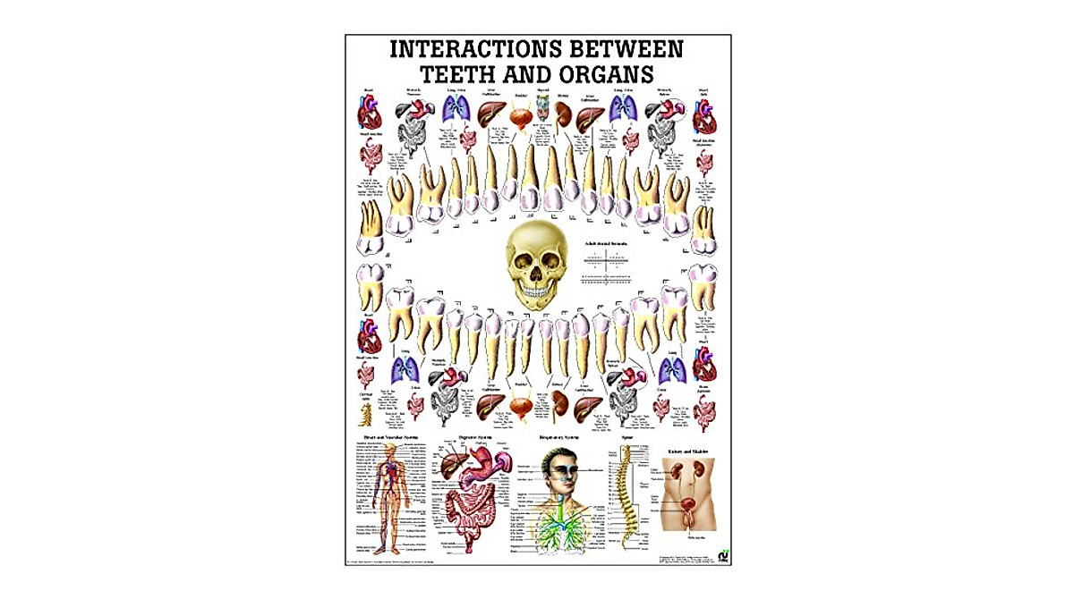 Teeth and Organs Anatomy Chart for Dental Offices