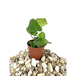 Mini Fairy Garden - Terrarium Fern Assortment - 6 Live Plants in 2 Inch Pots - Rare Ferns from Florida - Growers Choice Based On Health, Beauty and Availability