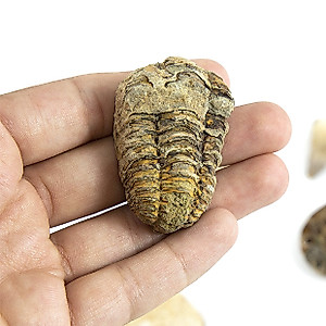 Museum Quality Fossil Collection Kit Featuring Dinosaur Fossils, Ammonites, Trilobite, Shark Tooth, Urchin and Fish Fossil - Collectors Edition Paleontology Set