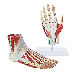 Axis Scientific Hand and Foot Anatomy Model Set