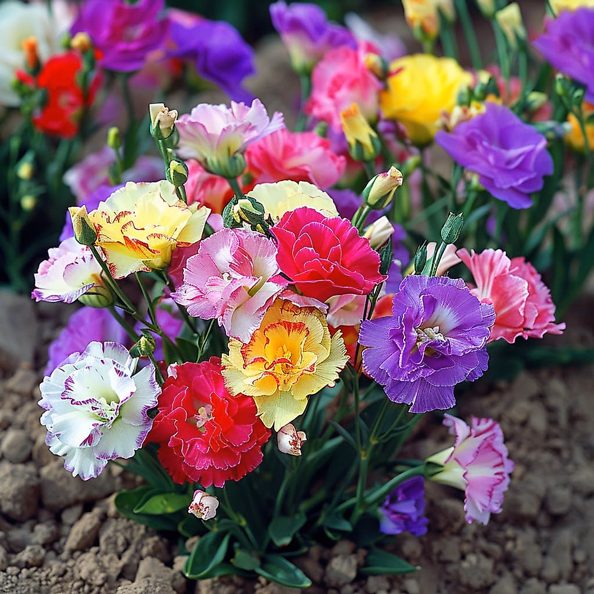 Lisianthus Seeds for Planting, Lisianthus Flower Seeds, Vibrant Blooms for Garden & Bouquets, Easy-to-Grow Variety (Pack of 100 Seeds) (Mixed)