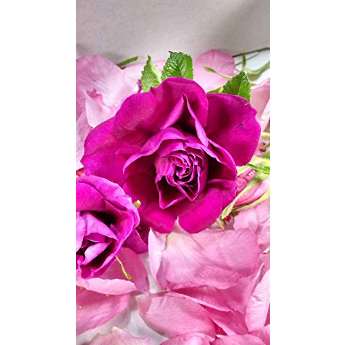 BEDROCK TREE FARM Rose Scent 12oz Status Jar Soy Candle, 1 EA