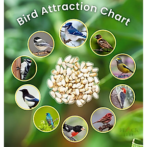 Flock Fuel Safflower Wild Bird Seed Cylinder 2 Pack Bird Seed for Outside Birds