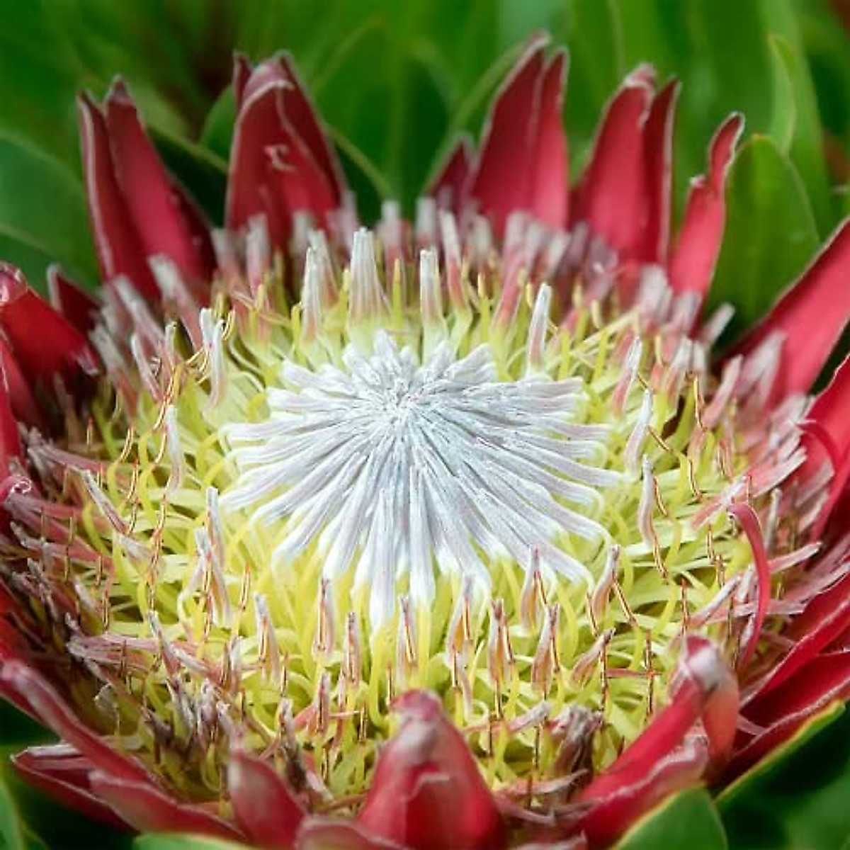 YEGAOL Garden 60Pcs Protea Cynaroides Seeds King Protea Seeds Cape Artichoke Flower Seeds Evergreen Cut Flowers Deer Resistant Drought Tolerant Beds Borders Patio Containers