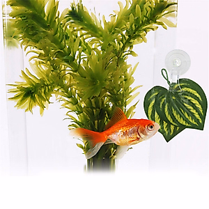 SLSON Fishes Veggie Seaweed Plant Suction Cup Clip Feeding Tool Feed Holder Aquarium Accessories for Fish Tank Fish Feeder Clips (4Pack Transparent)