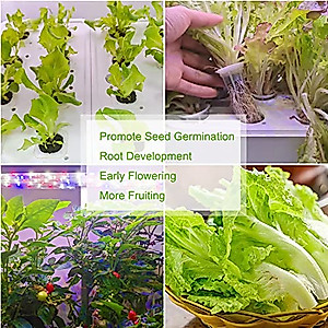 400ml Plant Nutrient Fertilizer for Indoor Hrdroponics Garden System, Hydroponics Plant Food A and B Fit for Plants Germination-Lettuce, Mint