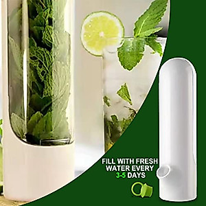 plplaaoo Herb saver pod, Herb Storage Container clear windowed,good watertight integrity,Fits in all standard refrigerator doors for Cilantro Mint Parsley Asparagus
