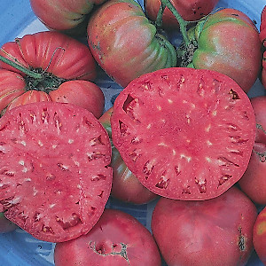 Burpee 'Giant Pink Belgium' Heirloom | Large Pink Beefsteak Slicing Tomato | 30 Seeds