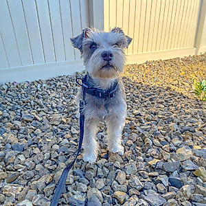 Voyager Reflective Dog Leash with Neoprene Handle, 5ft Long, Supports Small, Medium, and Large Breed Puppies, Cute and Heavy Duty for Walking, Running, and Training - Blue (Leash), S