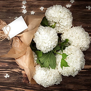 Old Fashion Snowball Viburnum Plant Live, Japanese Viburnum Shrub from 6 to 12 Inc Tall 4 Inc Pot