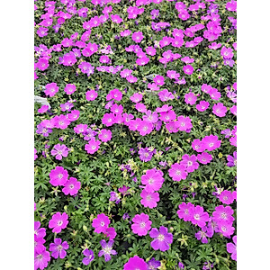Perennial Farm Marketplace (Cranes Bill) Groundcover, Size-#1 Container Geranium s. 'Max Frei', Deep Magenta Flowers