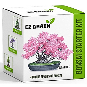 Bonsai Tree Kit - Grow 4 Types of Bonsai Tree from Seed - Highly Desired Species