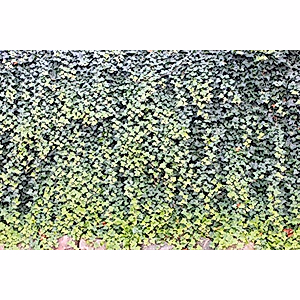 Hedera Helix Seeds English Ivy Vine 50 Seeds
