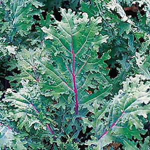 500 Red Russian Kale Seeds for Planting Heirloom Non GMO 1.75+ Grams Garden Vegetable Bulk Survival