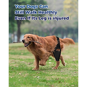 Huimpet Dog Hip Knee Leg Brace Dog ACL Brace for Front Torn and Back Hind Rear Legs ACL Tear, Dog Leg Brace for Hip Dysplasia, Dog Arthritis, Luxating Patella, Comfortable and Adjustable (L)