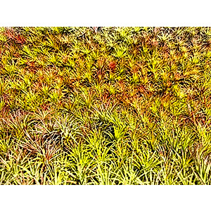 ragnaroc Air Plants - Tillandsia Ionantha Pack, Regular 1-3" - 12ct - Live Arrival Guaranteed - House Plants for Home Decor & Gift