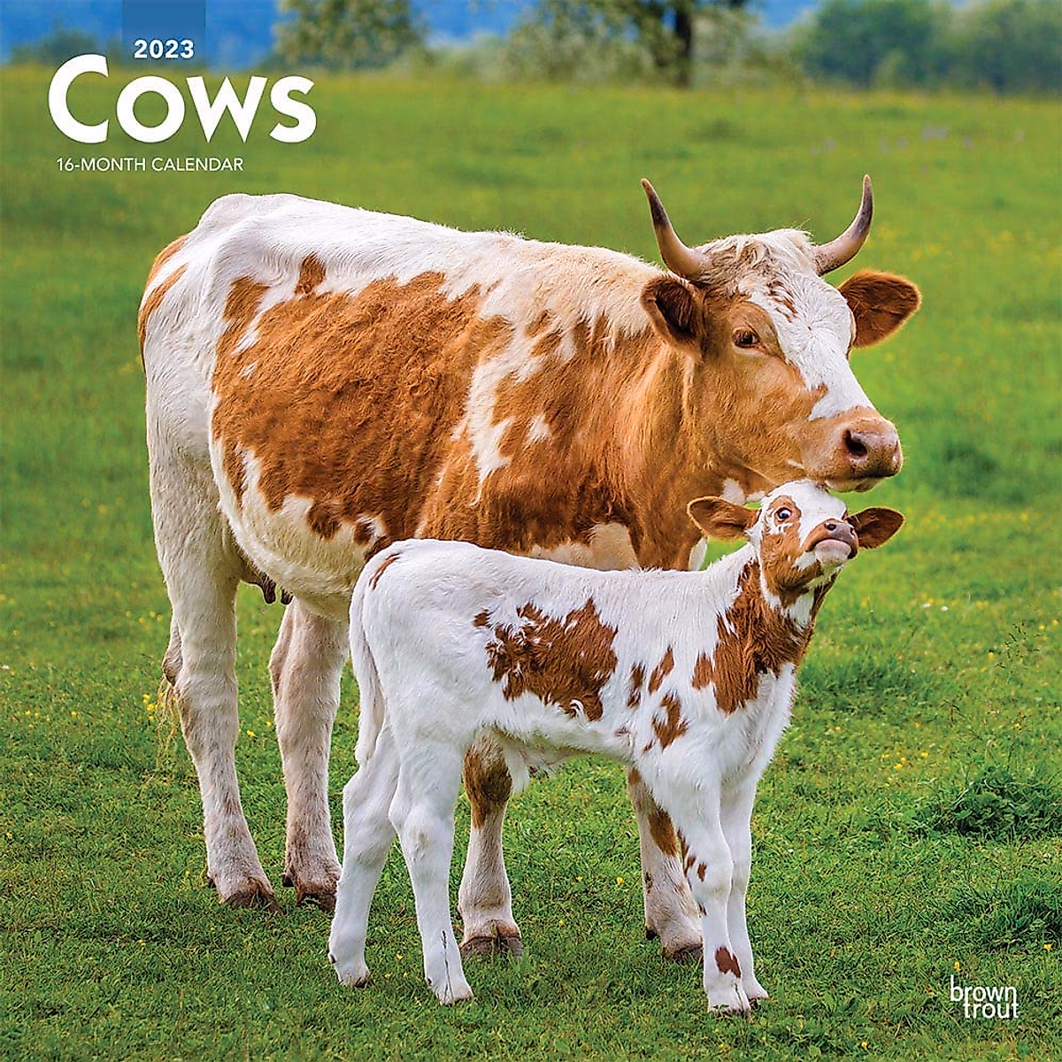 Cows | 2023 12 x 24 Inch Monthly Square Wall Calendar | BrownTrout | Domestic Farm Animals