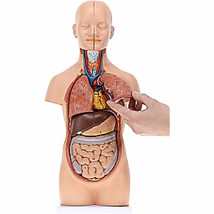 Axis Scientific 12-Part Unisex Mini Torso Anatomy Teaching Model, Includes Teaching Booklet