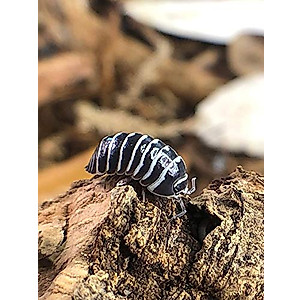 Bugzy Bugs Zebra Armadillidium Isopods 10 Count Live Roly Poly Cleanup Crew Feeders for Terrarium Reptile Insect Pet Food