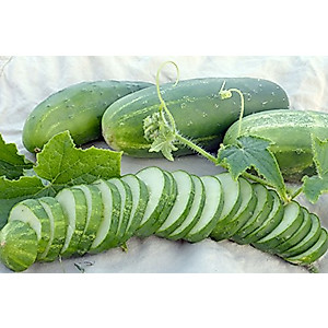 Ashley Slicing Cucumber Seeds for Planting, 50+ Heirloom Seeds Per Packet, (Isla's Garden Seeds), Non GMO Seeds, Botanical Name: Cucumis sativus, Great Home Garden Gift