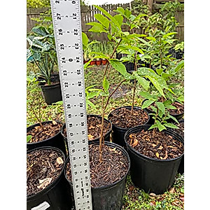 1 Live Sugar Apple Plant, 18 to 20 inches Tall, Ship with no Pot
