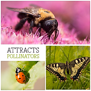 Seed Needs, Mixed Lupine Russell Seeds - 250 Heirloom Seeds for Planting Lupinus polyphyllus - Profuse Colorful Blooms for a Butterfly Garden, Attracts Pollinators (1 Pack)