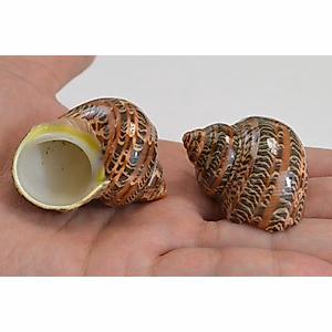 2 Pcs Polished Petholatus Jade Turbo Sea Shell Hermit Crab 2" - 2 1/2"