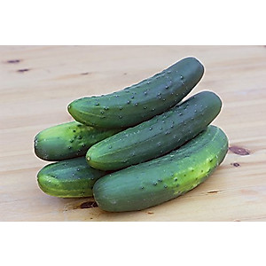 Burpee Salad Bush Slicing Cucumber Seeds 30 seeds