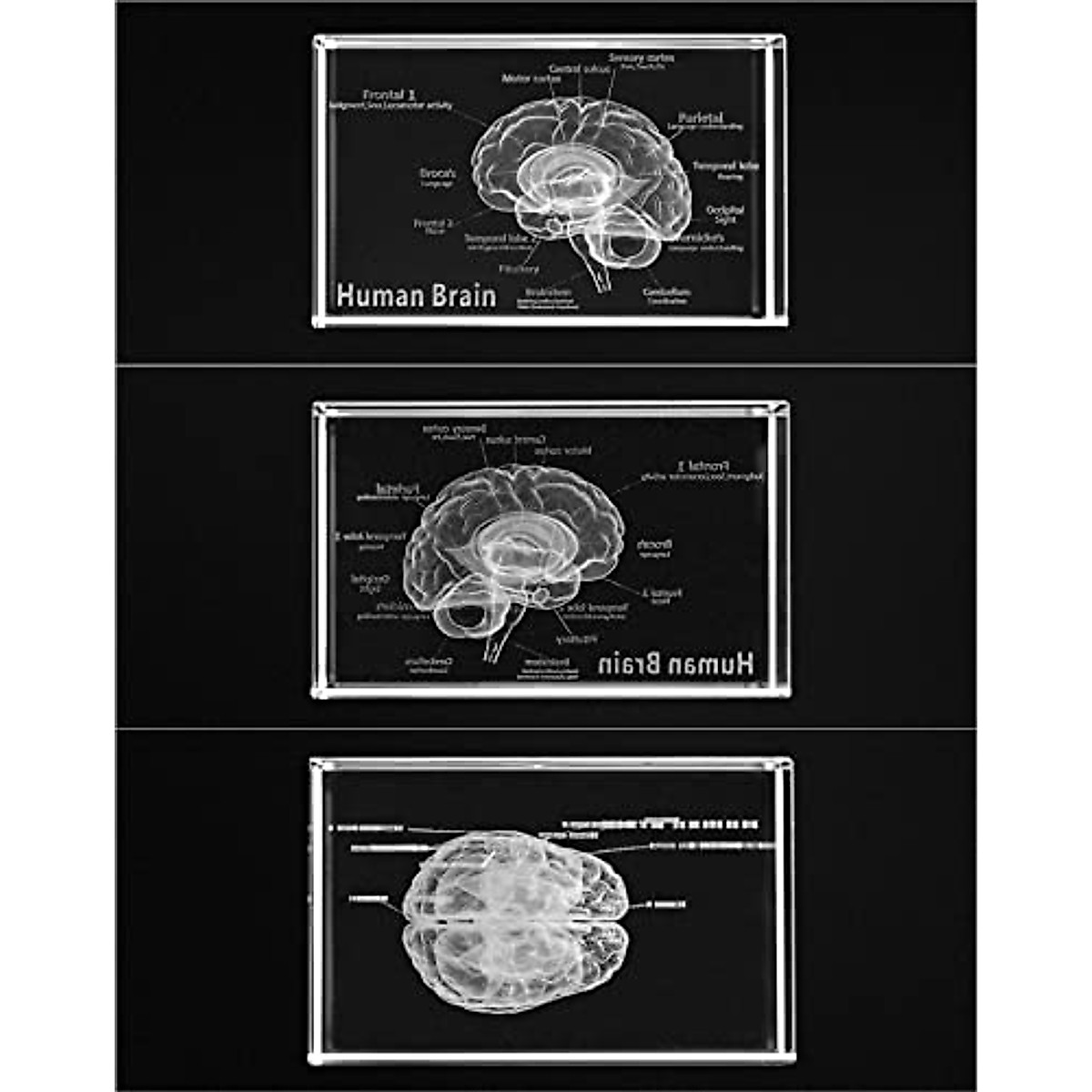 QWORK 3D Human Brain Anatomical Model, Laser Etching Crystal Glass Cube Science Gift Paperweight (LED Base not Included), 3.1(L) x2(W) x2(H) inches
