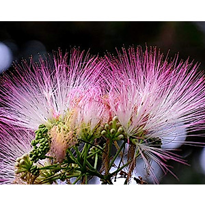 20+ Pink Albizia Julibrissin Tree Flowers Seeds Acacia Mimosa Home Bonsai