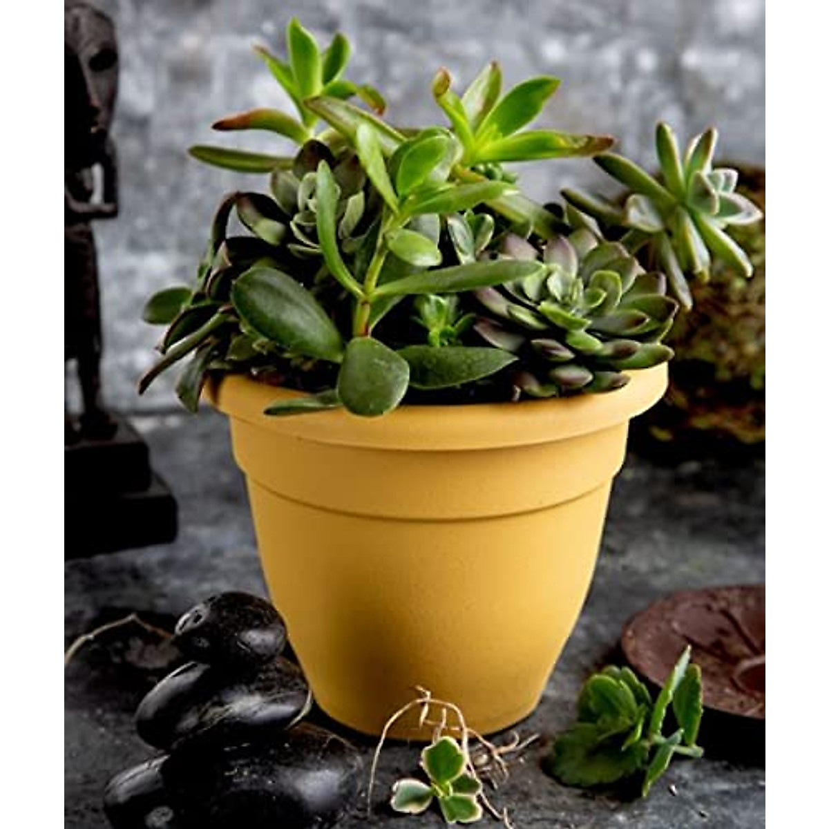 The HC Companies 10 Inch Caribbean Planter - Lightweight Indoor Outdoor Plastic Plant Pot for Herbs and Flowers, Honey