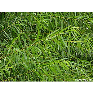 10 Black Willow Tree Cuttings - Beautiful Shade and Privacy Tree - Grow 10 Black Willow Live Trees