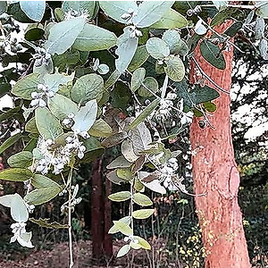 CHUXAY GARDEN Eucalyptus Cinerea Tree Seed,Argyle Apple,Silver Dollar Tree 25 Seeds Evergreen Tree Air Purifier Aromatic Adding a Decorative Appeal Low-Maintenance