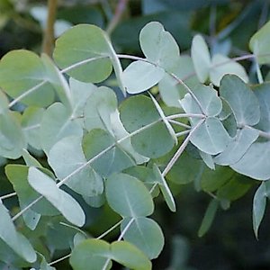 Eucalyptus Cinerea Seeds Silver Dollar Eucalyptus Distinctive Round, Silvery-Blue Leaves Fast-Growing Drought-Tolerant Adds Unique and Attractive Element to Gardens Landscapes 25Pcs by YEGAOL Garden