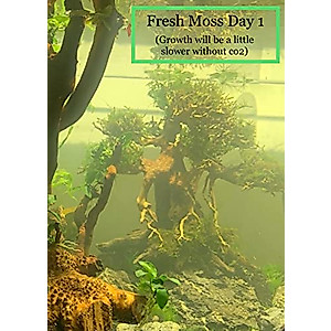 Christmas Moss Vesicularia Montagnei Live Freshwater Aquarium Plants Buy 2 Get 1