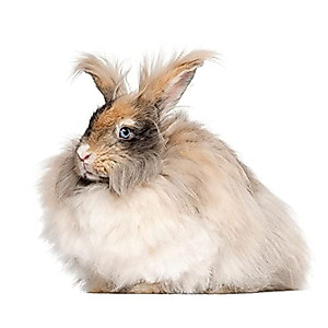 CBB Digestive Health Yellow Pellet, 8-Ounce