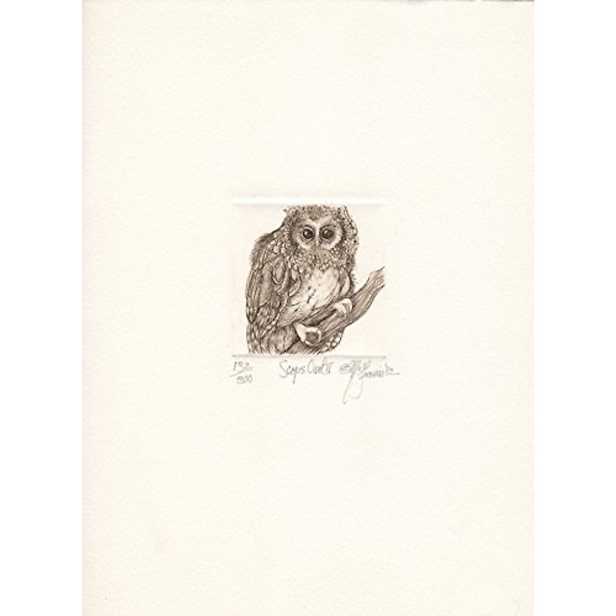 Scops Owl II