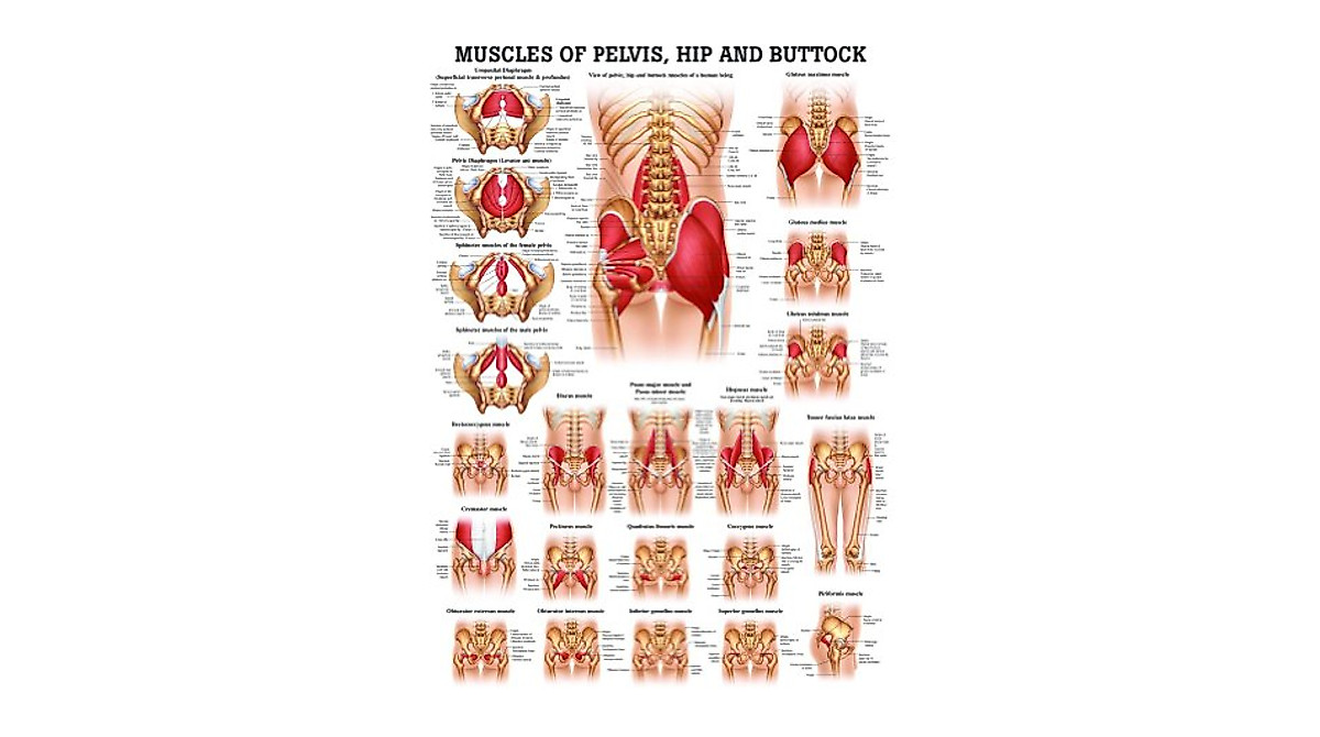 Anatomy Chart of Buttock, Hip & Pelvis - Laminated
